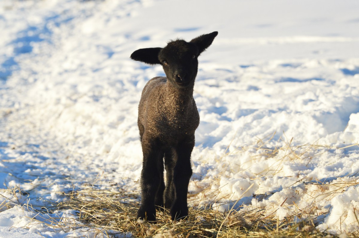 Local Lamb – Hallie Myhre